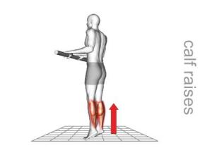 heel raise exercise | the good exercise guide